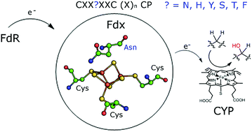 Electron transfer ferredoxins with unusual cluster binding motifs ...