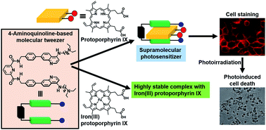 Design and synthesis of a 4-aminoquinoline-based molecular tweezer that ...