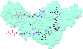 Biosynthesis of the RiPP trojan horse nucleotide antibiotic microcin C ...