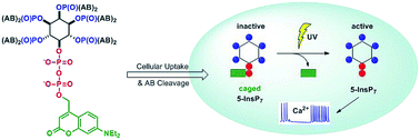 Photolysis of cell-permeant caged inositol pyrophosphates controls ...