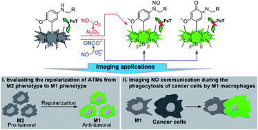 Aromatic secondary amine-functionalized fluorescent NO probes: improved ...