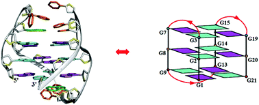 A chair-type G-quadruplex structure formed by a human telomeric variant DNA in K+ solution ...