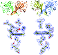 One fold, two functions: cytochrome P460 and cytochrome c′-β from the ...