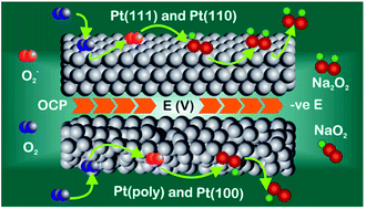 Oxygen reactions on Pt{hkl} in a non-aqueous Na+ electrolyte: site ...