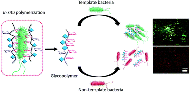 Synthesis of glycopolymers with specificity for bacterial strains via ...