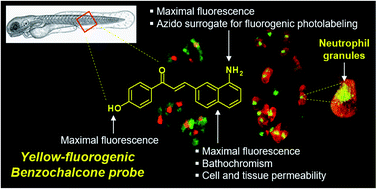 Ultraspecific live imaging of the dynamics of zebrafish neutrophil ...