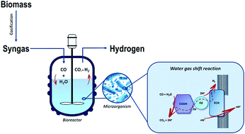 The biologically mediated water–gas shift reaction: structure, function ...