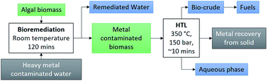 Bioremediation Using Algae