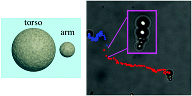 Reconfigurable paramagnetic microswimmers: Brownian motion affects non ...