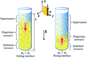 Dynamics of liquid crystalline phase transition in sedimenting platelet ...