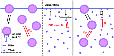 Nanoparticle adsorption dynamics at fluid interfaces - Soft Matter (RSC ...
