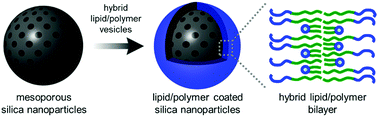Adsorption and fusion of hybrid lipid/polymer vesicles onto 2D and 3D ...