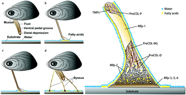 Lipids as integral components in mussel adhesion - Soft Matter (RSC ...