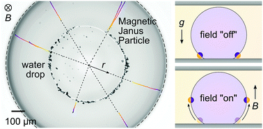 Magneto-capillary dynamics of amphiphilic Janus particles at curved ...