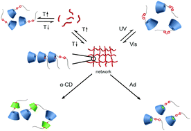 Robust multi-responsive supramolecular hydrogel based on a mono-component host–guest gelator ...