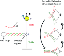Discontinuous growth of DNA plectonemes due to atomic scale friction ...