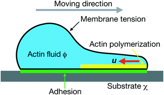 Cell motility dependence on adhesive wetting - Soft Matter (RSC Publishing)