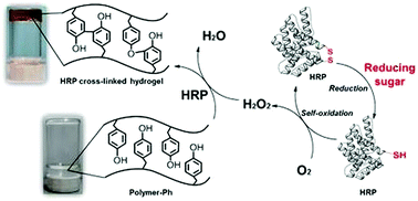 Horseradish peroxidase-catalyzed hydrogelation consuming enzyme ...