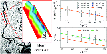 Filiform corrosion as a pressure-driven delamination process - Soft ...
