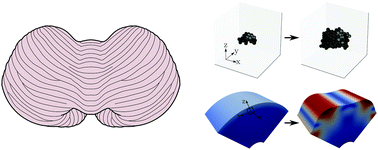 Understanding the mechanical link between oriented cell division and ...