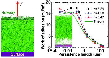 Cohesive and adhesive properties of crosslinked semiflexible biopolymer ...