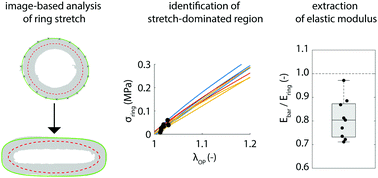 Image-based analysis of uniaxial ring test for mechanical ...