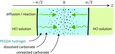 Diffusion-limited dissolution of calcium carbonate in a hydrogel - Soft ...