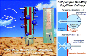 A hierarchical hydrophilic/hydrophobic cooperative fog collector ...