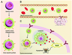 Therapeutic nanosystems co-deliver anticancer drugs and oncogene SiRNA ...