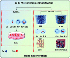 Microenvironment construction of strontium–calcium-based biomaterials ...
