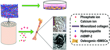 RhBMP-2 and concomitant rapid material degradation synergistically ...