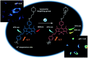 Lysosome-targeting ratiometric fluorescent pH probes based on long ...