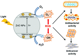 Photo-triggered antibacterial and anticancer activities of zinc oxide ...