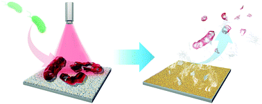 Regenerable smart antibacterial surfaces: full removal of killed ...
