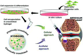 Injectable hydrogels: a new paradigm for osteochondral tissue ...