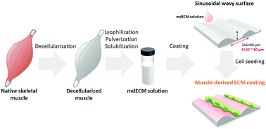 Muscle-derived extracellular matrix on sinusoidal wavy surfaces ...
