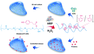 Enzymatically cross-linked hydrogels based on a linear poly(ethylene ...