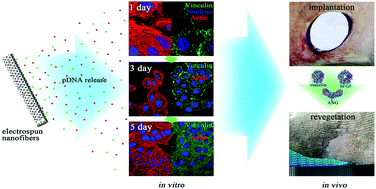 A gene-activating skin substitute comprising PLLA/POSS nanofibers and ...