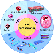 Islet encapsulation - Journal of Materials Chemistry B (RSC Publishing)