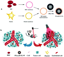 Erythrocyte–platelet hybrid membranes coating polypyrrol nanoparticles ...