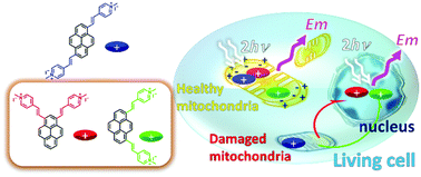 Bright and two-photon active red fluorescent dyes that selectively move ...