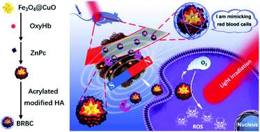 Oxyhemoglobine Decoding The Oxyhemoglobin Dissociation Curve