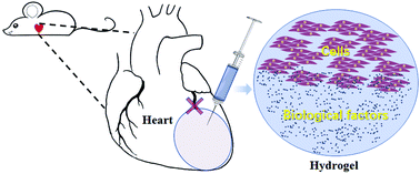 Retracted Article: Development of functional hydrogels for heart ...