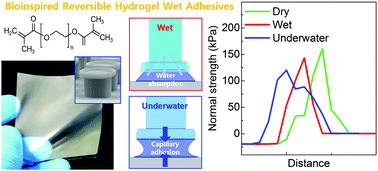 Bioinspired reversible hydrogel adhesives for wet and underwater ...