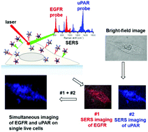 Surface-enhanced Raman spectroscopy (SERS) nanoprobes for ratiometric ...
