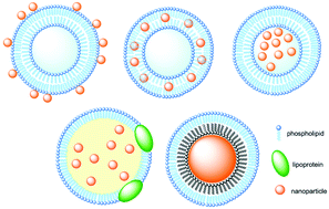 Hybrid lipid–nanoparticle complexes for biomedical applications ...