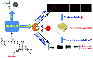 Depletion of protein thiols and the accumulation of oxidized ...