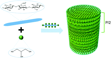 Multifunctional chiral nematic cellulose nanocrystals/glycerol ...