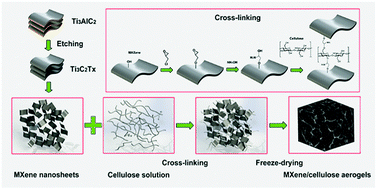 Hierarchically structured cellulose aerogels with interconnected MXene ...