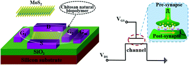 Proton–electron-coupled MoS2 synaptic transistors with a natural ...